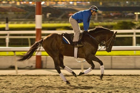 Avie's Flatter - Horse Profile - BloodHorse