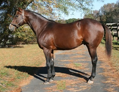 Takeover Target - Horse Profile - BloodHorse
