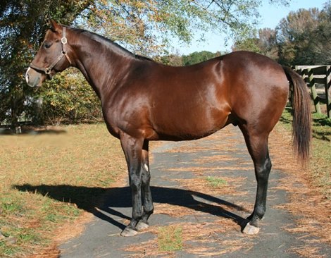 Takeover Target Sires First Winner in Louisiana - BloodHorse