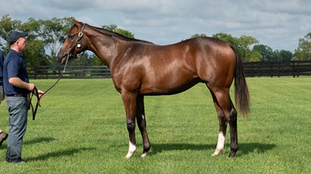 Curlin - Horse Profile - BloodHorse
