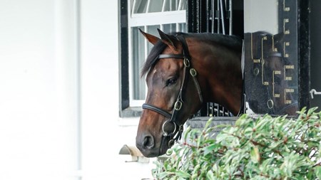 Time Test (GB) - Horse Profile - BloodHorse