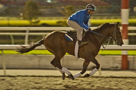 Avie's Flatter - Horse Profile - BloodHorse