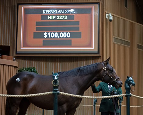 Behind Trio of Six-Figure Yearlings, Protonico on Rise - BloodHorse