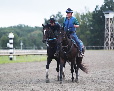 Midnight Bourbon - Horse Profile - BloodHorse