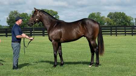 Quality Road - Horse Profile - BloodHorse