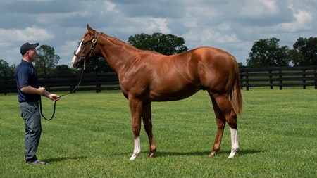 Curlin - Horse Profile - BloodHorse