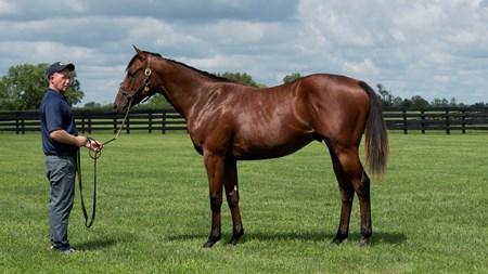 Curlin - Horse Profile - BloodHorse