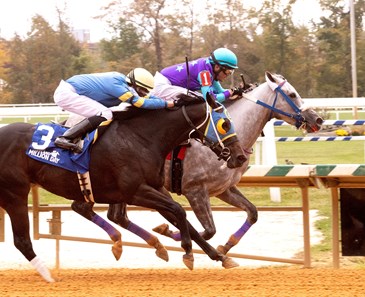 Calypso Ghost - Horse Profile - BloodHorse