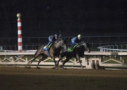 Eight Rings - Horse Profile - BloodHorse