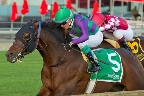 Avie's Flatter Retired to Stud at Colebrook Farms - BloodHorse