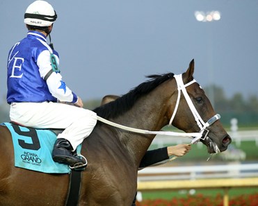 Bayou Cat - Horse Profile - BloodHorse