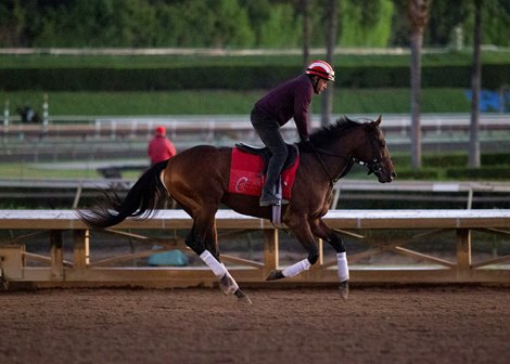 Pappacap to Enter Stud at Walmac Farm - BloodHorse