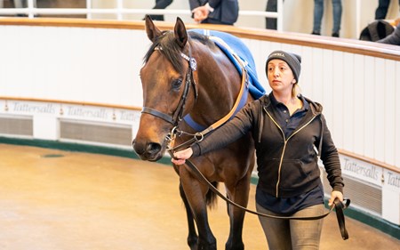 Maksud (GB) - Horse Profile - BloodHorse