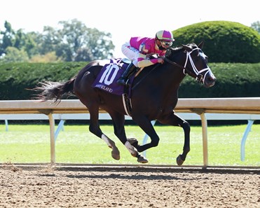 Grand Sonata - Horse Profile - BloodHorse