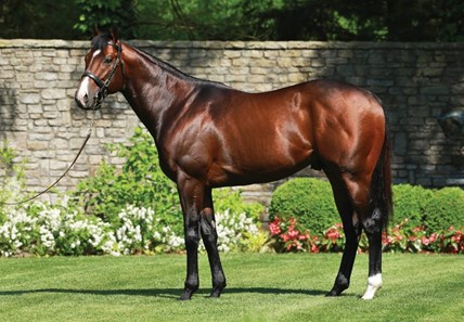 Classic Empire - Horse Profile - BloodHorse