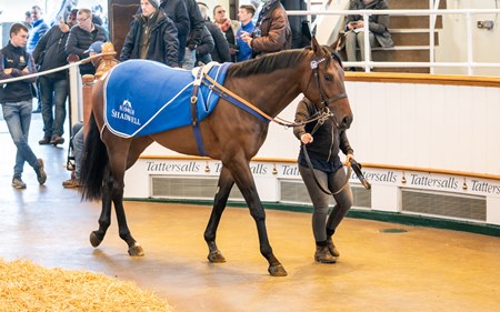 Maksud (GB) - Horse Profile - BloodHorse