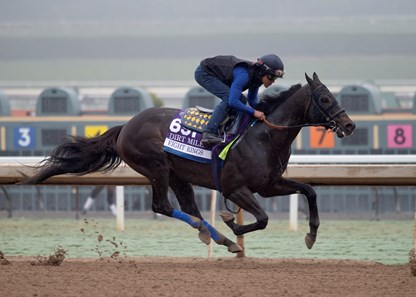 Eight Rings - Horse Profile - BloodHorse