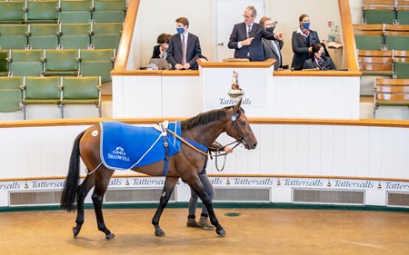 Maksud (GB) - Horse Profile - BloodHorse