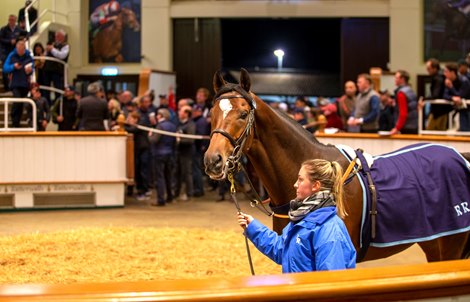 Grocer Jack Highlights Record Autumn HIT Sale Trade - BloodHorse
