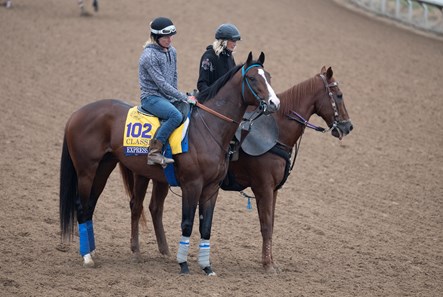 Express Train - Horse Profile - BloodHorse