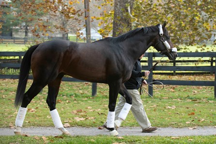 Silver State - Horse Profile - BloodHorse