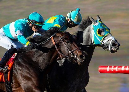 Field Pass - Horse Profile - BloodHorse