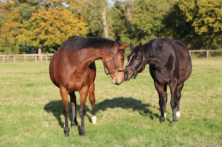 Enable (GB) - Horse Profile - BloodHorse