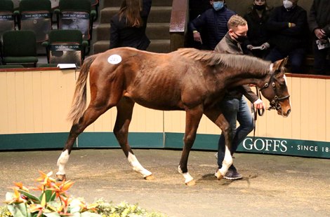 Record Day One Price for Mehmas Colt at Goffs November - BloodHorse