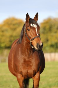 Enable (GB) - Horse Profile - BloodHorse
