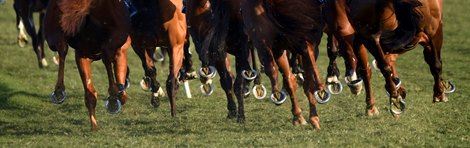 MP Parton Goes In to Bat for Capital's Racing Industry - BloodHorse