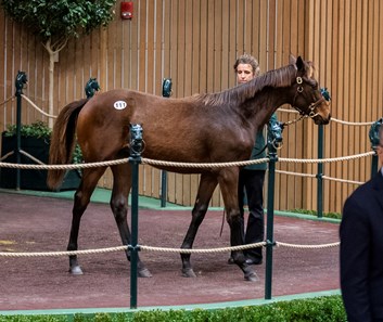 Quality Road - Horse Profile - BloodHorse