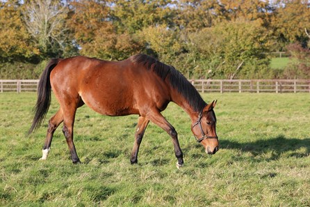 Enable (GB) - Horse Profile - BloodHorse