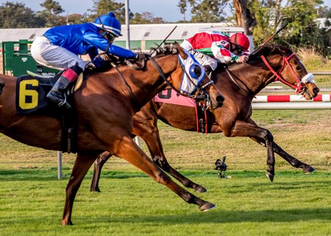 Turf Racing Returns to Fair Grounds Dec. 26 - BloodHorse