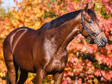Zarak (FR) - Horse Profile - BloodHorse