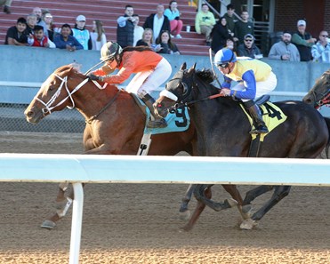 Tempt Fate - Horse Profile - BloodHorse