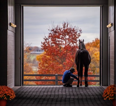 Darley America Announces Stud Fees For 2024 - BloodHorse