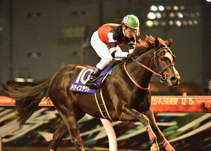Dry Stout (JPN) - Horse Profile - BloodHorse