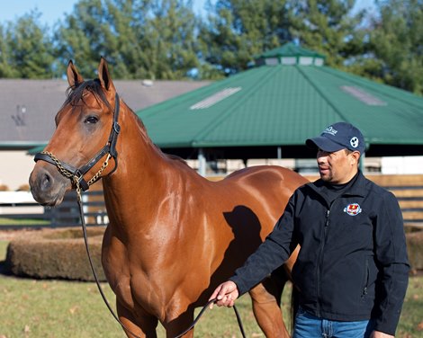 Juvenile Champion Corniche Resumes Breezing - BloodHorse