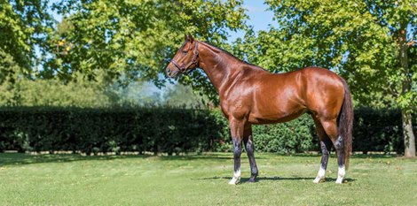 The Autumn Sun Set For Return to Stallion Duties - BloodHorse