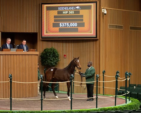 $375K Gun Runner Colt Tops Short Yearlings at Keeneland - BloodHorse