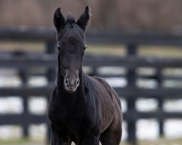 Authentic - Horse Profile - BloodHorse