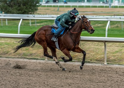 Bell's the One - Horse Profile - BloodHorse