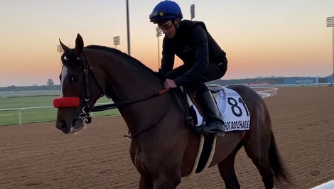 Hot Rod Charlie 'Amazing' in First Dubai Breeze - BloodHorse