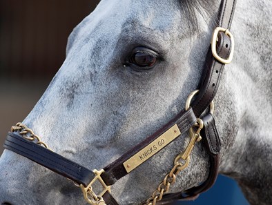 Knicks Go - Horse Profile - BloodHorse