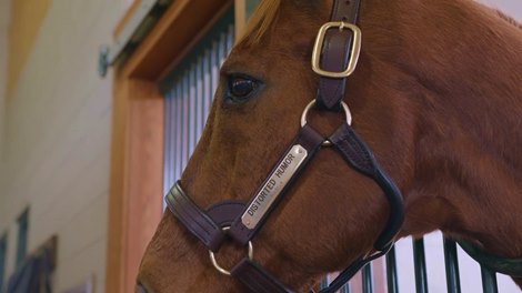 ICONS: Distorted Humor - Video - - BloodHorse