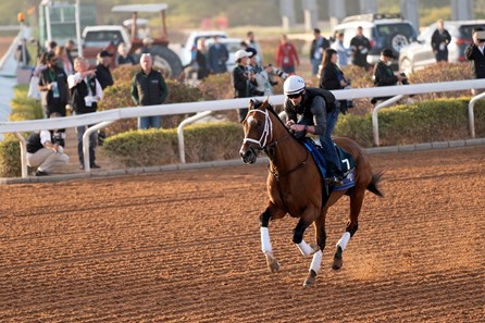 Mandaloun - Horse Profile - BloodHorse