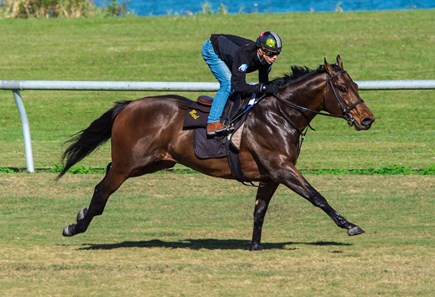 Arrest Me Red - Horse Profile - BloodHorse