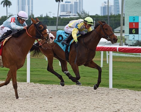 American Heroine, Lolloping New Winners for War Front - BloodHorse