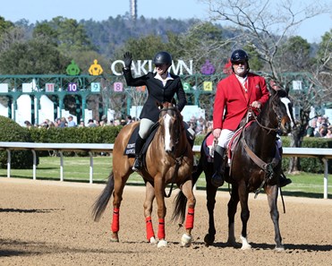 Whitmore - Horse Profile - BloodHorse