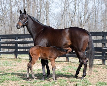 Midnight Bisou - Horse Profile - BloodHorse